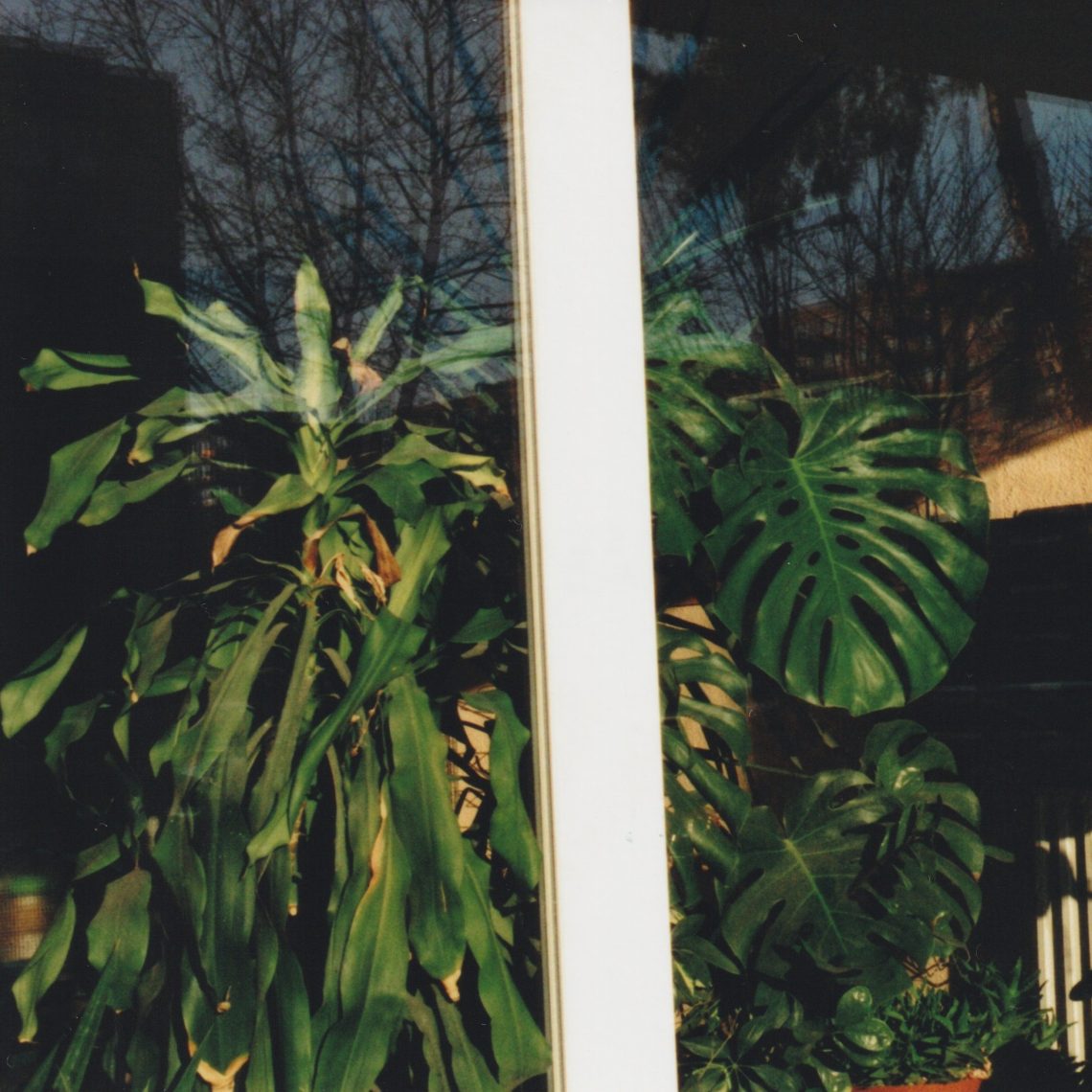 Ideas To Create Window Privacy With Plants - Jayne Thomas
