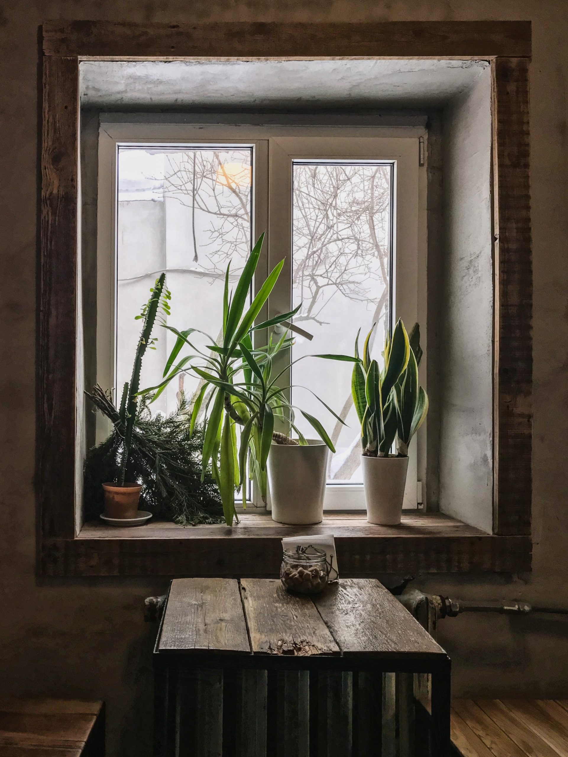 Ideas To Create Window Privacy With Plants - Jayne Thomas