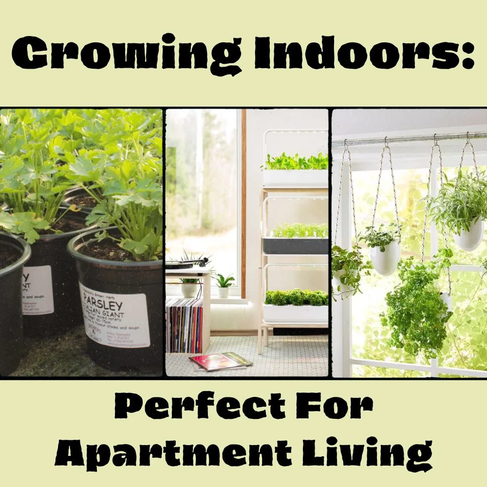 Growing Indoors: Perfect For Apartment Living - Jayne Thomas